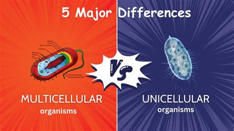 Difference Between Unicellular And Multicellular Organism Youtube