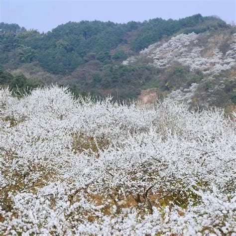 大竹这里下雪了 原是千亩李花漫山开 李子园 文明 清河