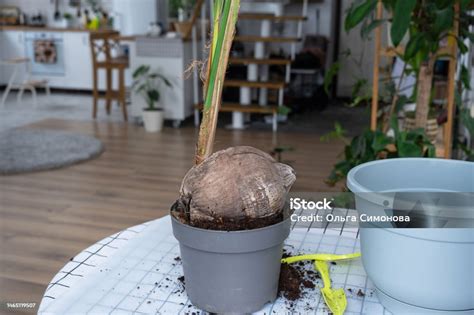 여자는 흙 덩어리와 뿌리가있는 코코넛 야자 너트를 집안의 화분에 심습니다 온실 열대 식물의 관리 및 재배 0명에 대한 스톡 사진