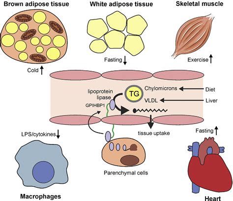 Lipoprotein Lipase Enzyme Function At Steve Stults Blog