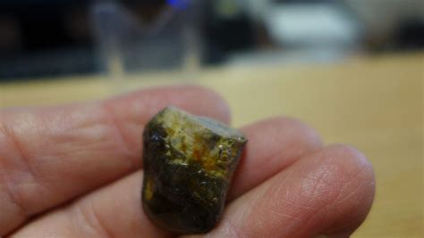 Coryphodon Incisor1  Member Collections The Fossil Forum