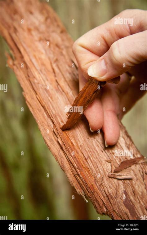 Cedar Bark Hi Res Stock Photography And Images Alamy
