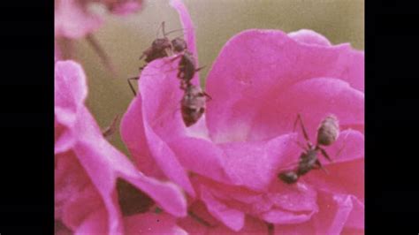 153 Insect Exoskeleton Stock Videos Footage And 4k Video Clips Getty