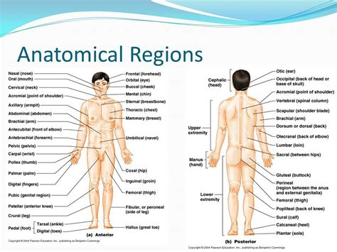 3 Planes Of Motion Explained Their Importance In Human Anatomy Artofit