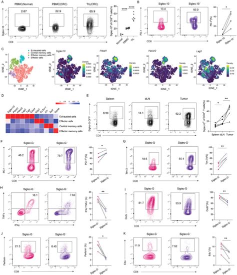 Siglec‐g Suppresses Cd8 T Cells Responses Through Metabolic Rewiring And Can Be Targeted To