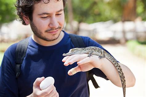 450 Crocodile Egg Fotos De Stock Imagens E Fotos Royalty Free Istock