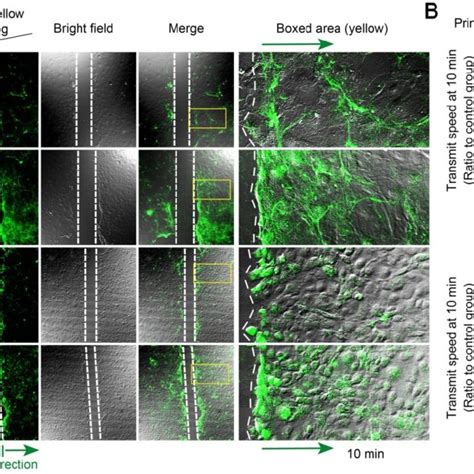Fgf7 Promotes Gap Junction Intercellular Communication In Primary Download Scientific Diagram