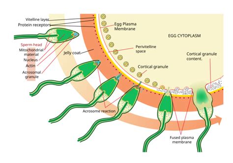 Egg Cell Structure Types Functions Biology Notes Online