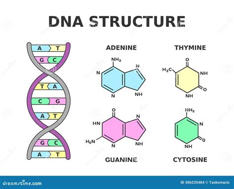 Dna Chemical Structure Nucleobase Pairs Produced By Four Nucleotides