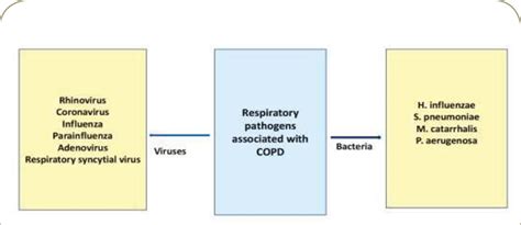 Common Respiratory Pathogens Associated With Copd Download Scientific Diagram