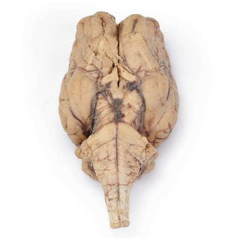 Sheep Brain Anatomy