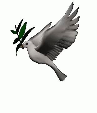 Birds Dove  Birds Dove Flying Discover And Share S