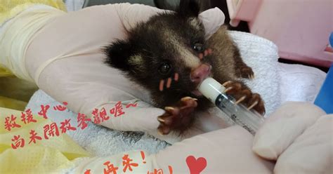 野灣報報 online 社團法人野灣野生動物保育協會 綠島小白鼻心心心有三隻所以疊字三次