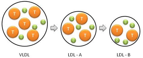 Bio HDL And LDL Sweet Geek