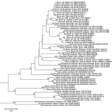 Nj Tree Tamura 3 Parameter Model Derived From Ncrho Sequences Showing Download Scientific