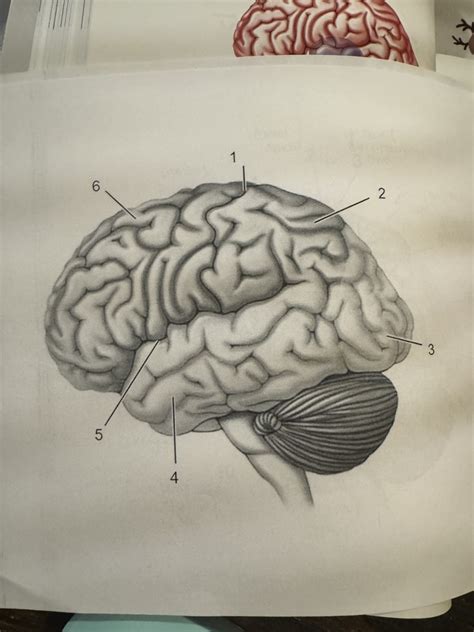 Brain Lobe Diagram Quizlet