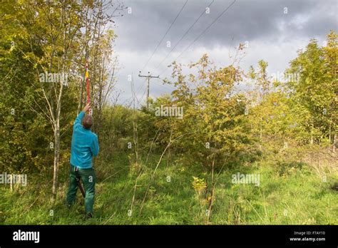 Man Cutting Down Trimming Tree Hi Res Stock Photography And Images Alamy