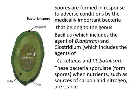 Toxonomy Andcell Structure Ppt Download