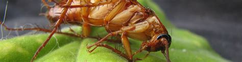 Cockroach Control Dubai Best Prices Pest Control Services
