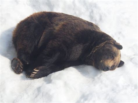 のぼりべつクマ牧場 公式 On Twitter 大きな体のダイキチも寝るときは丸まっている😍 よーく口元見ると半開き可愛い♥️ のぼり