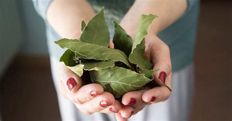 Can Bay Leaves Hurt Dogs