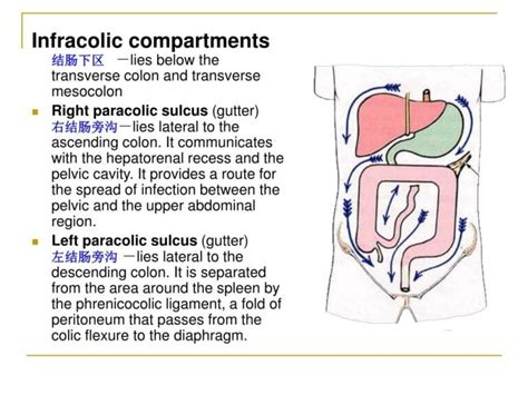 Paracolic Gutters Anatomy Clinical Significance And Surgical Implications