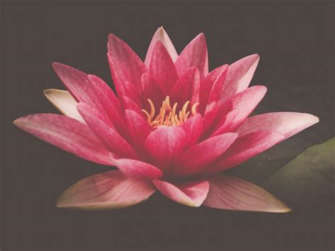 ดอกบัวซีรีอุสสีชมพู รูปภาพดอกไม้สวยๆ