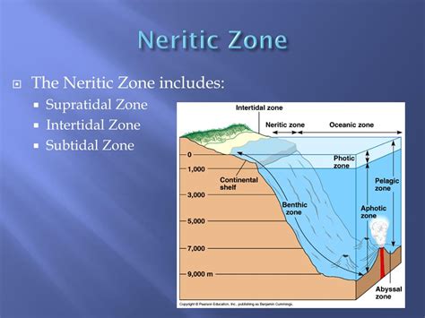 Ppt Ocean Zones Powerpoint Presentation Free Download Id1995792