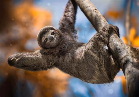 100 Sloth Backgrounds
