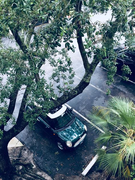 🌳 Where My Brg Minis At 🌳 Rmini