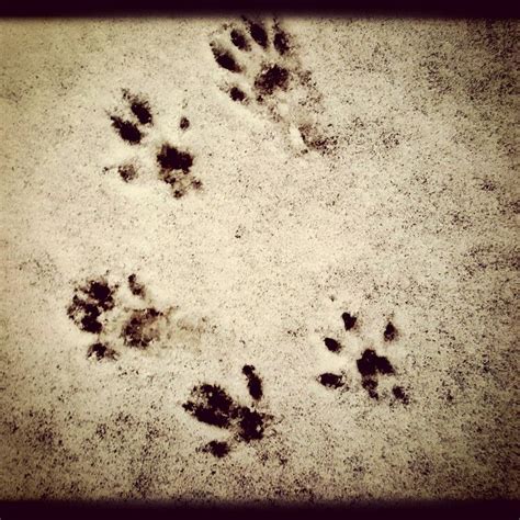 Squirrel Tracks