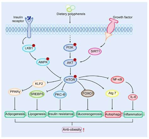 Nutrients Free Full Text Targeting Mtor Signaling By Dietary