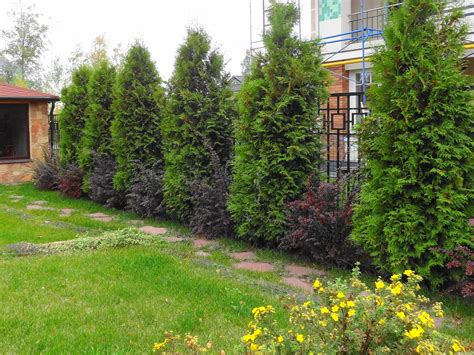 Дървета за градински декоративни плодове и плодове джудже и