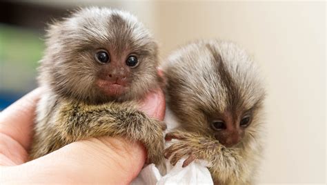 Small Monkey Breeds