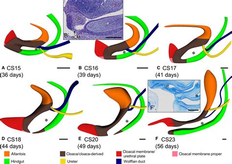 The Development Of The Cloaca In The Human Embryo Kruepunga 2018