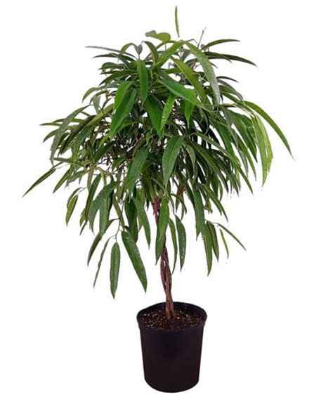 Buy Ficus Binnendijkii Alii Ficus Maclellandii Alii Long Leaved