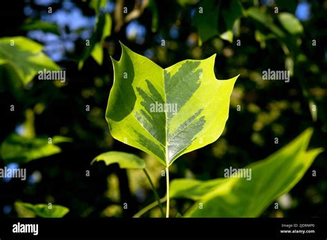 Variegated Tulip Tree Liriodendron Tulipifera Aureomarginatum Stock