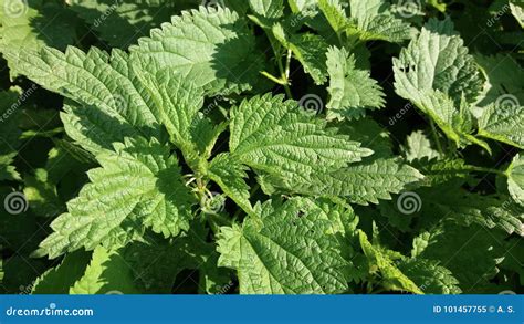 Close Up View Of Stinging Or Common Nettles At Field Stock Image Image Of Ingredient Harvest