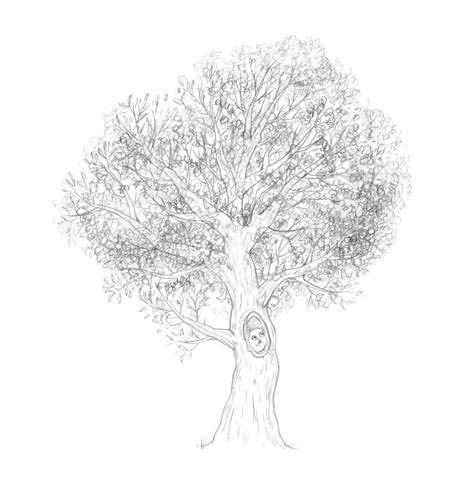 How To Draw A Tree Graficznie