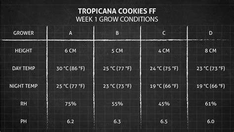 Tropicana Cookies Ff Cannabis Strain Week By Week Guide Fast Buds