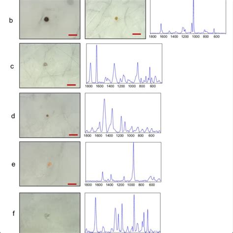 Microphotographs And Corresponding Raman Spectra Of Representative