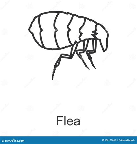 Flea Vector Icon Line Vector Icon Isolated On White Background Flea