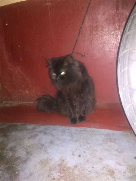 Other Persion Black Male Cat Punch Face Freeup