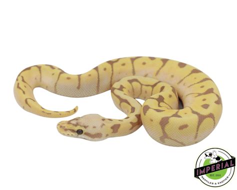 Banana Bee Ball Python For Sale Imperial Reptiles Imperial Reptiles