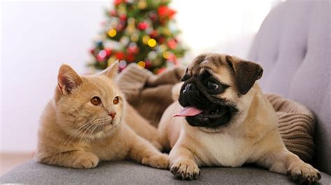 ¿cómo Cuidar La Salud De Las Mascotas Durante Las Fiestas