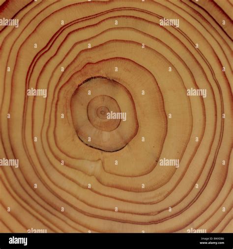 Wood Annual Rings Corrugated Larch Tree Trunk Structure Grain Stock