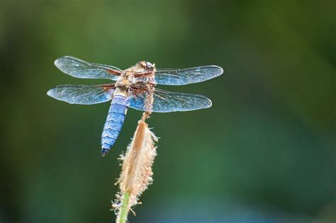 잠자리 날개 곤충 Pixabay의 무료 사진 Pixabay