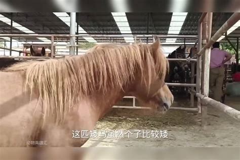 马儿配种全过程，矮马喜欢身材高大的白马，对方根本不同意白马全过程对方