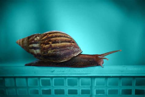 Thai Farmers Hit Gold With Snail Slime The Asean Post
