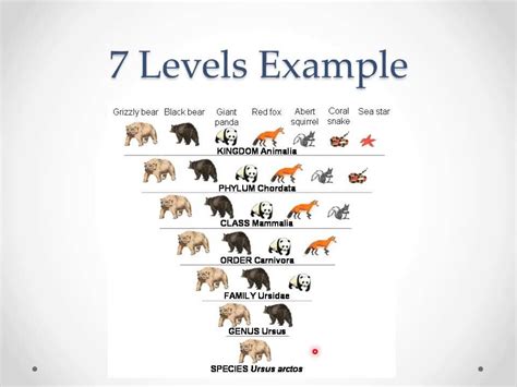 7 Levels Of Classification And Taxonomy Of Living Things Animal